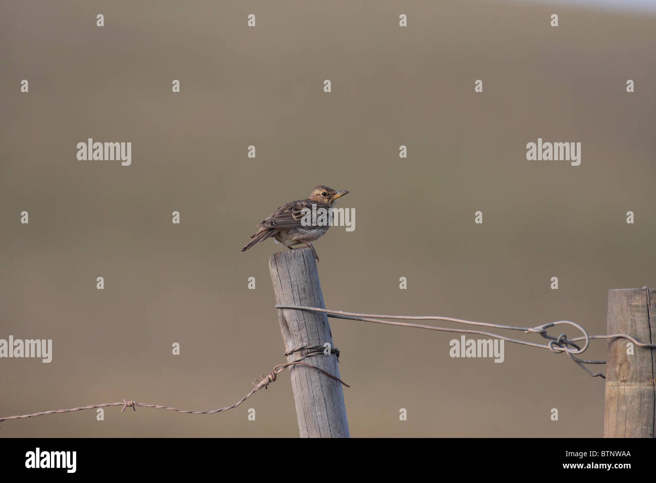 a brown bird sitting on a fence post Stock Photo - Alamy