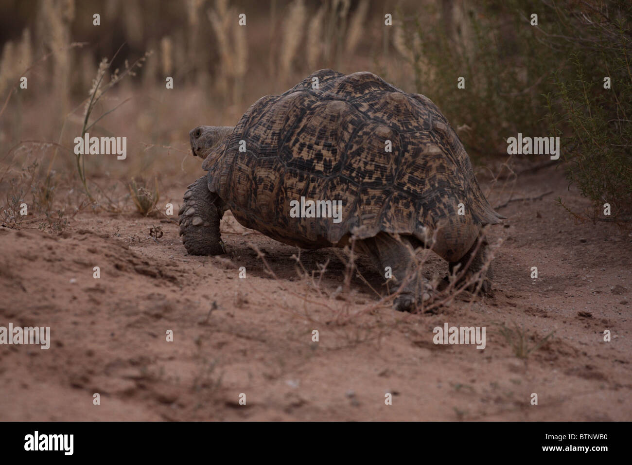 a tortoise walking on sand in the kalahari desert Stock Photo - Alamy