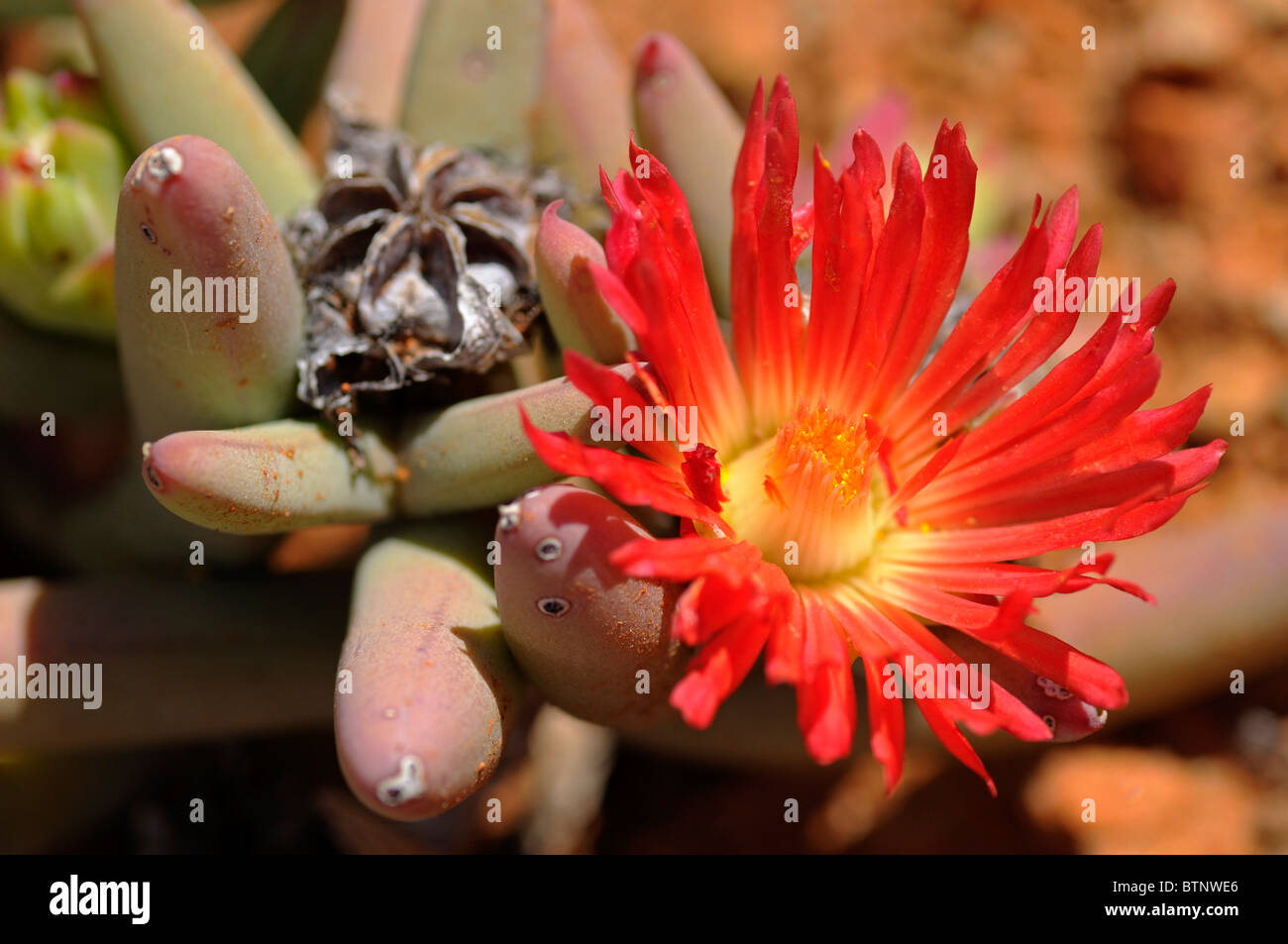 Malephora urpureo-crocea, Richtersveld Transfrontier National Park ...