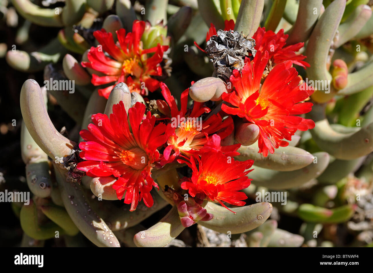 Malephora urpureo-crocea, Richtersveld Transfrontier National Park ...