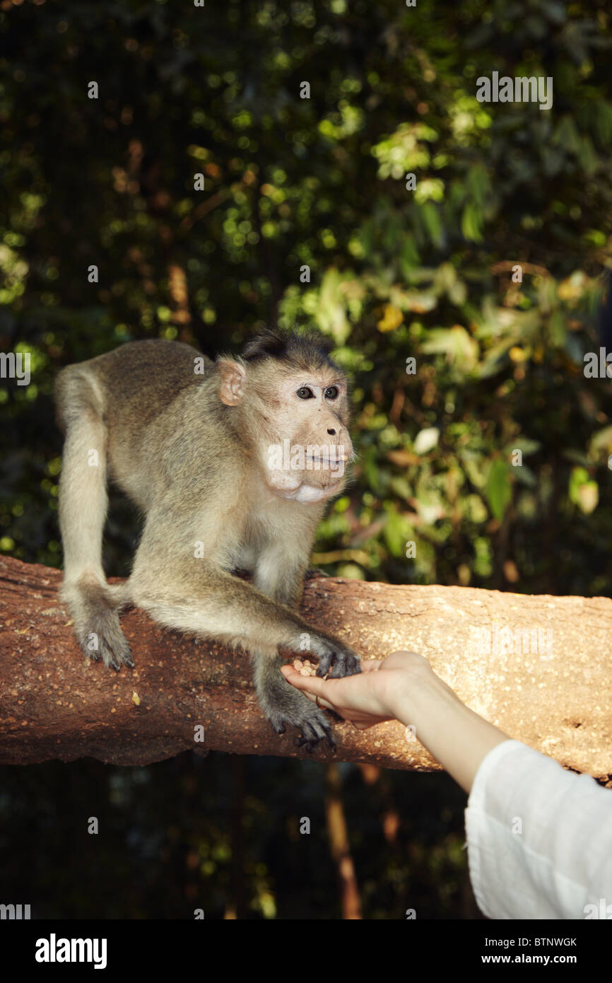 Human hand ape hand hi-res stock photography and images - Alamy