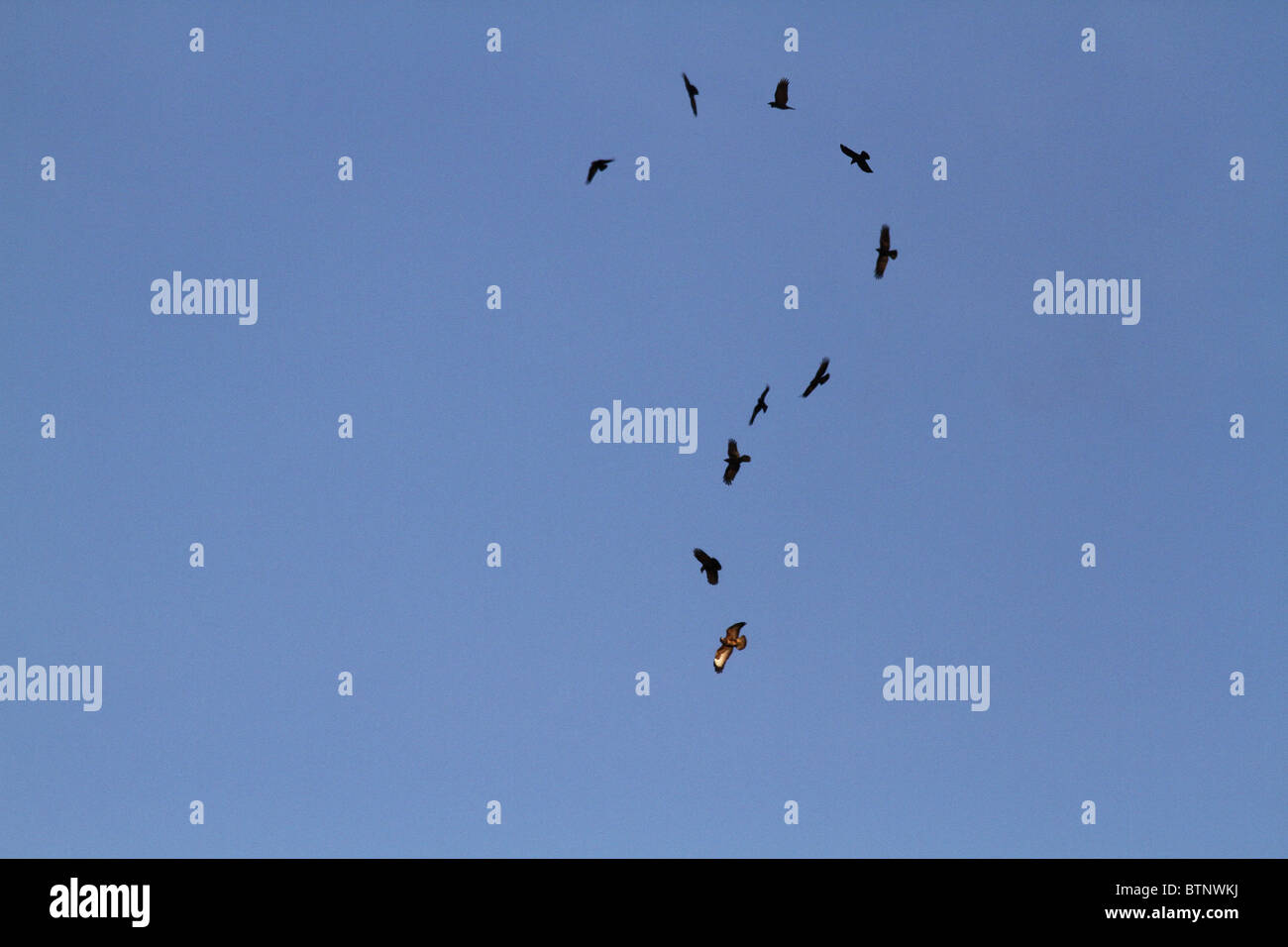 Buzzard being mobbed by crows which look just like a question mark ...