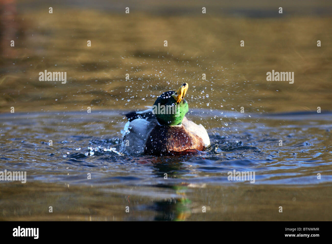 colorful duck preening with water splash Stock Photo - Alamy