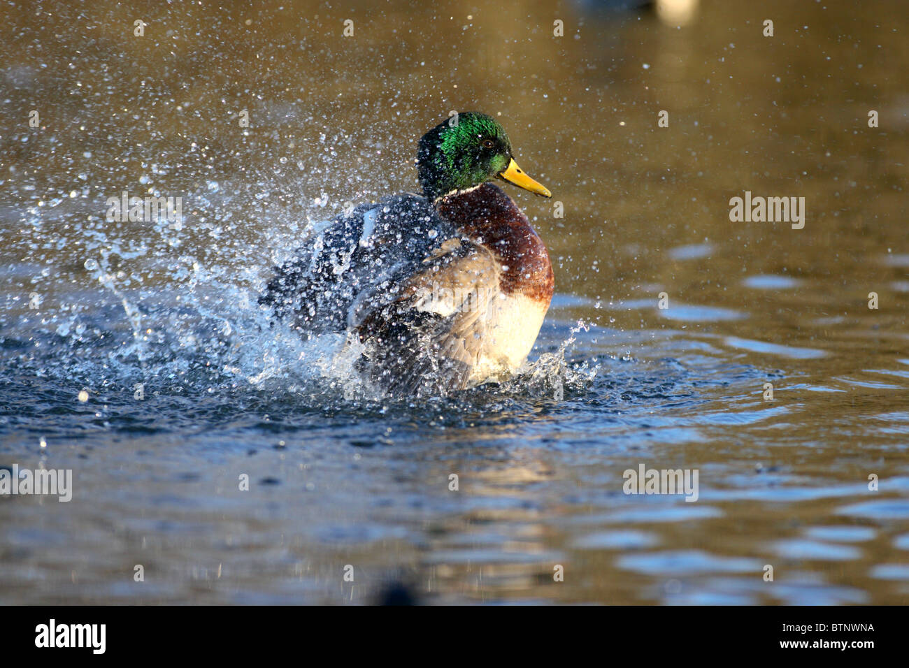 colorful duck preening with water splash Stock Photo - Alamy