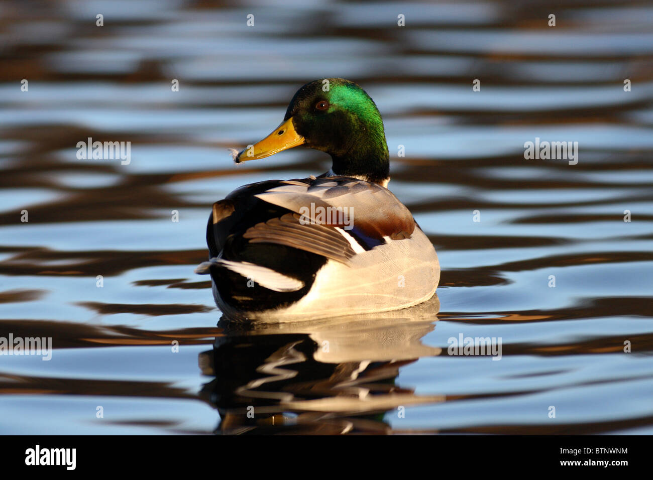 colorful duck preening with water splash Stock Photo - Alamy