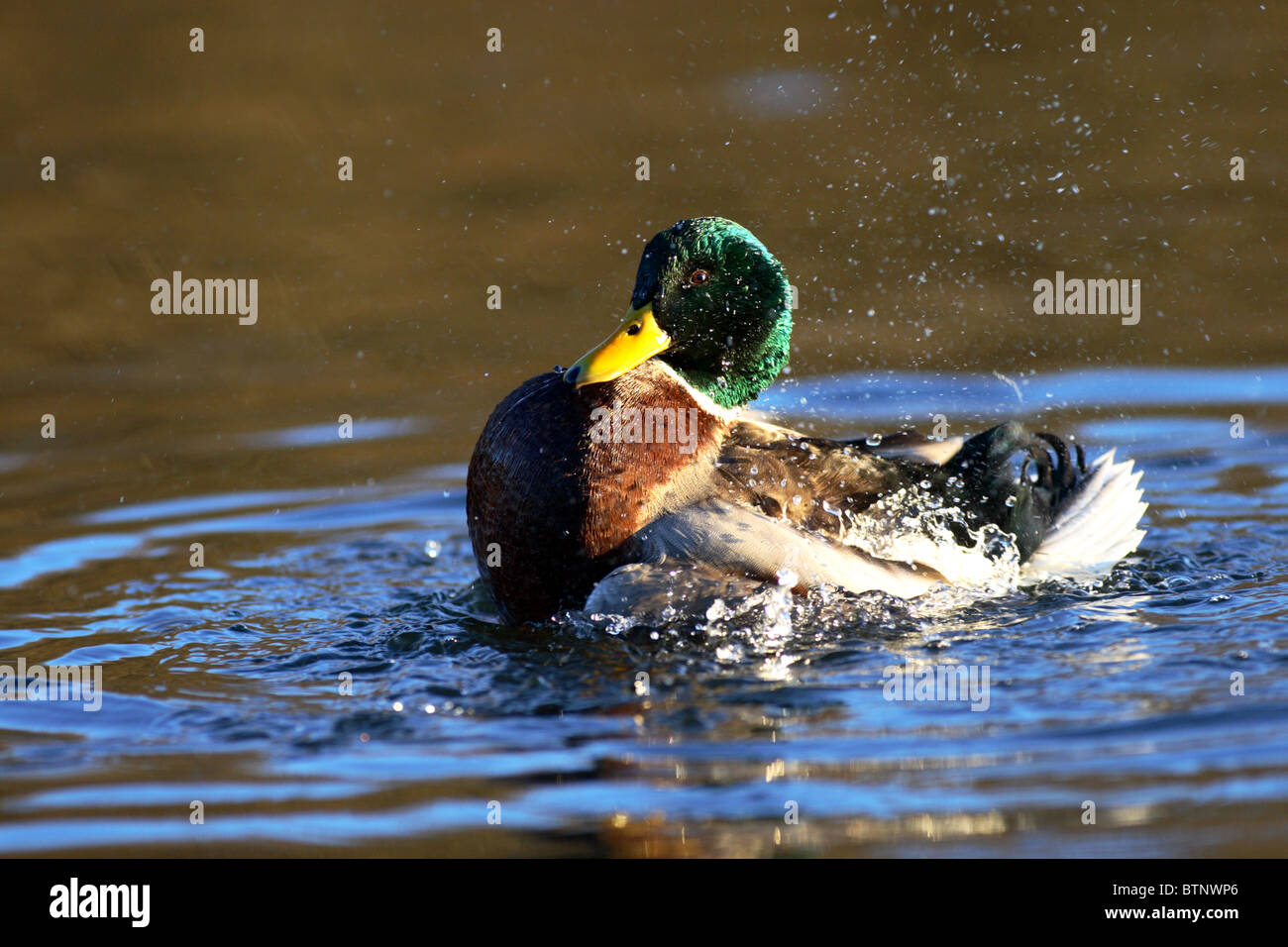 colorful duck preening with water splash Stock Photo - Alamy