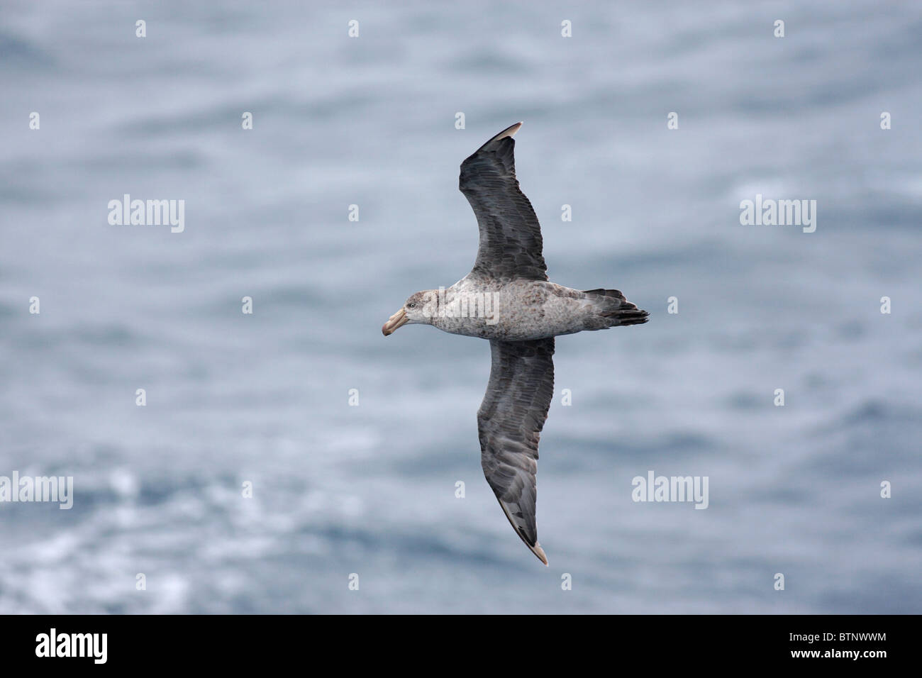 A giant petrel gliding over blue sea Stock Photo - Alamy
