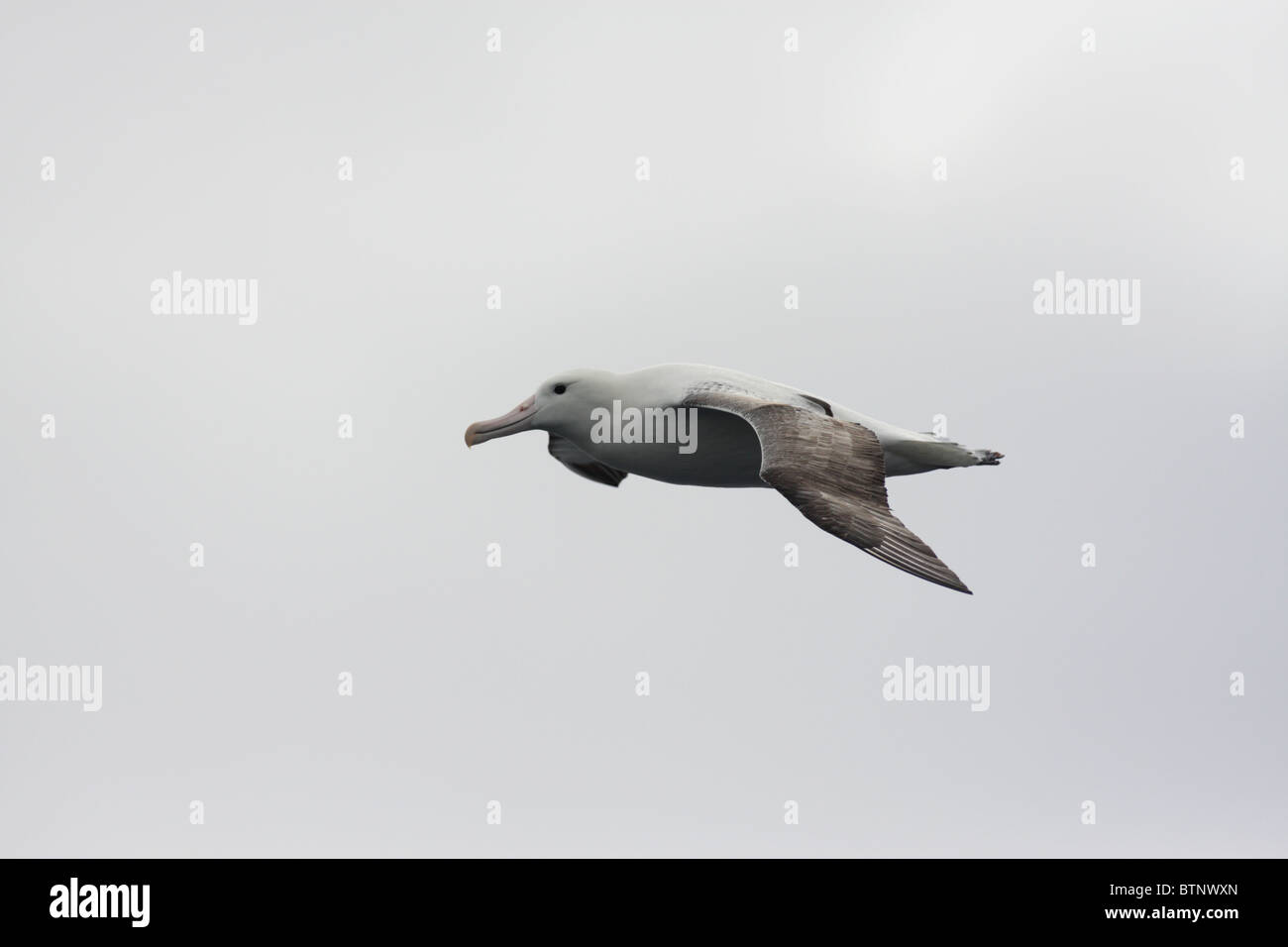 albatross gliding over sea Stock Photo - Alamy