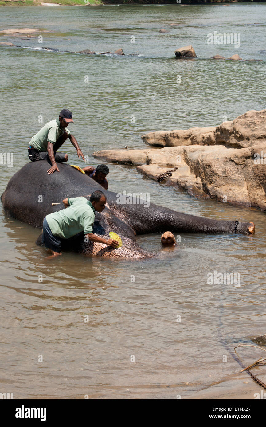 Washing an elephant hi-res stock photography and images - Alamy