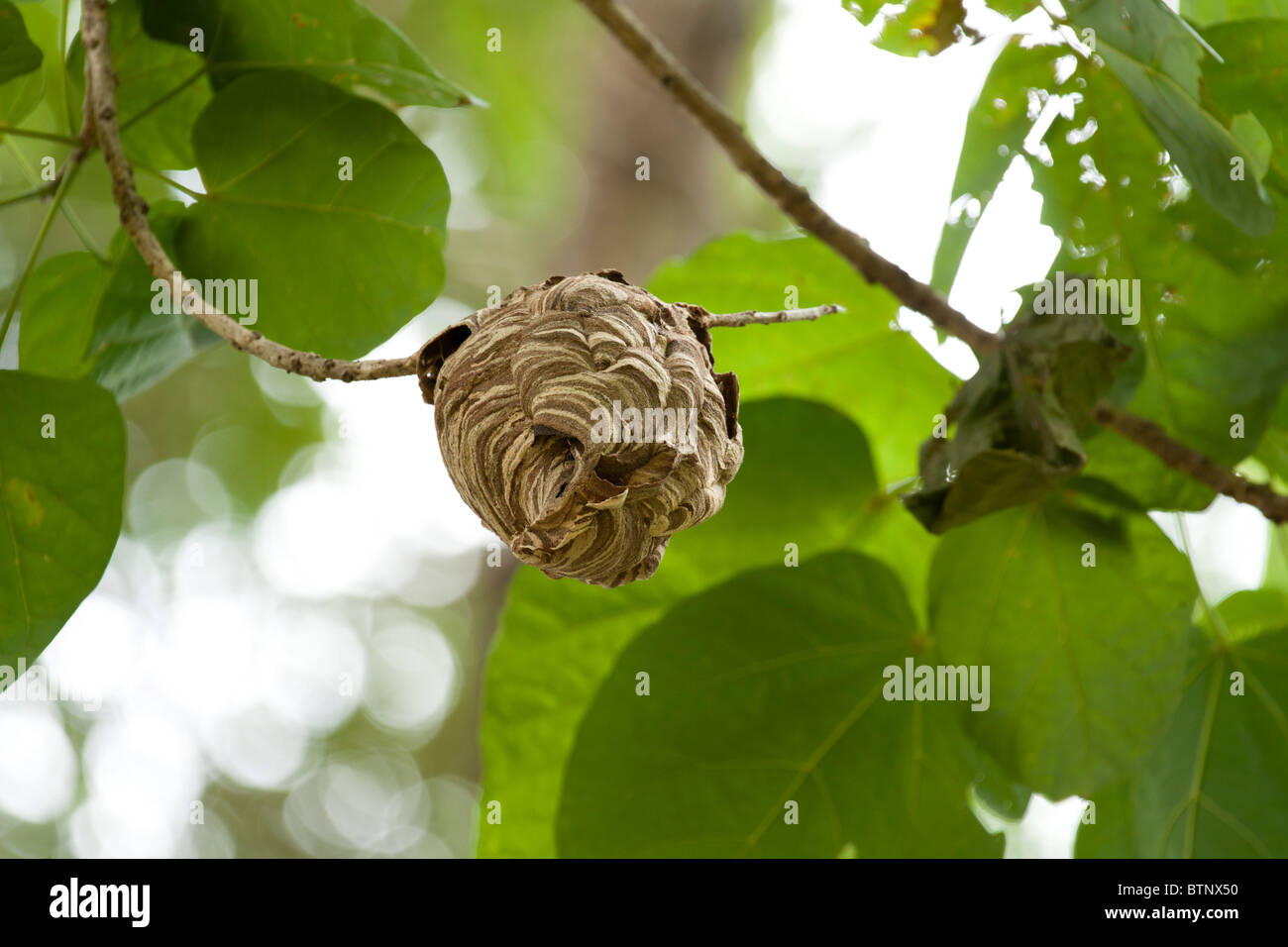 Hornet Nest Stock Photos & Hornet Nest Stock Images - Alamy