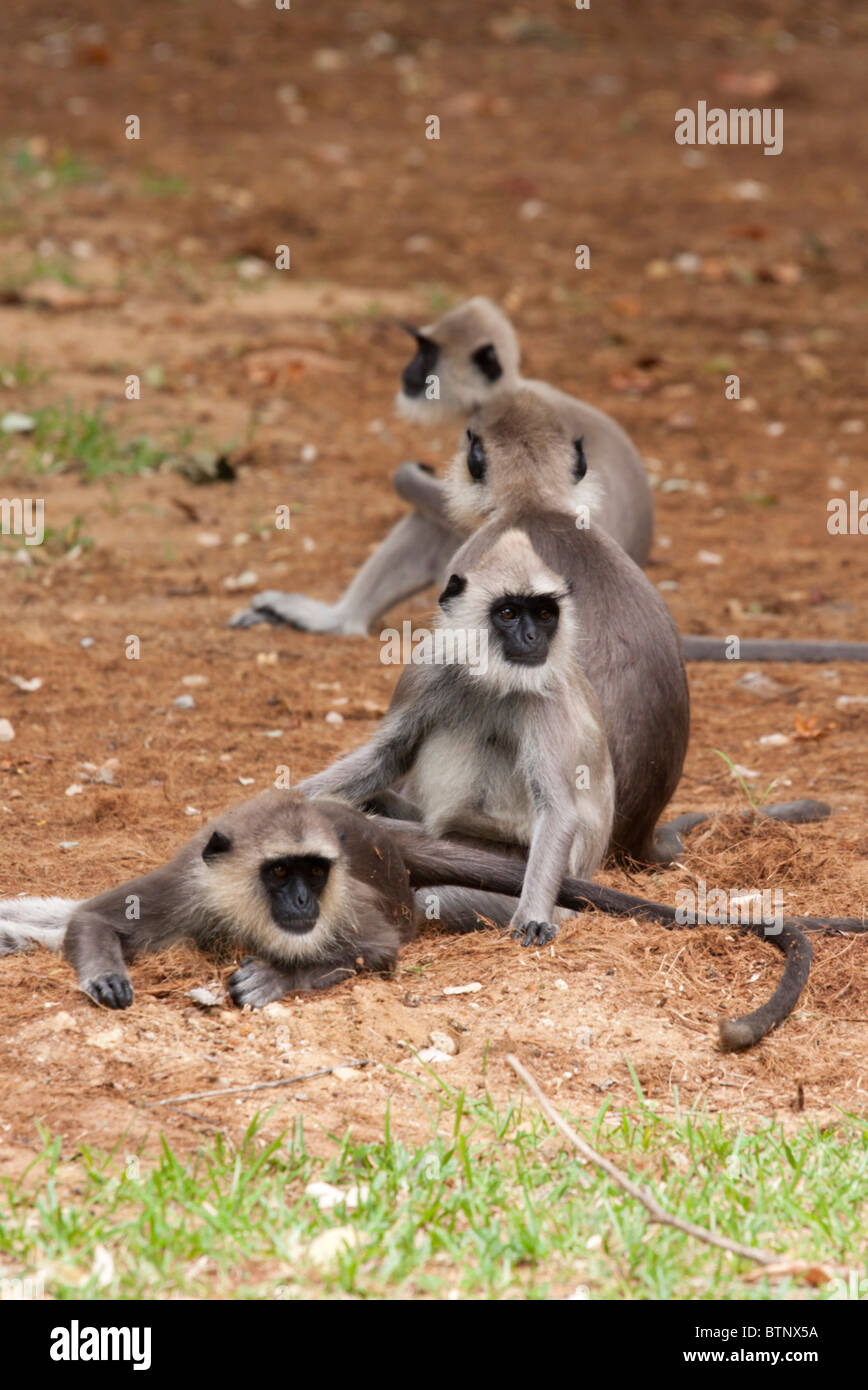 Four monkeys hi-res stock photography and images - Alamy
