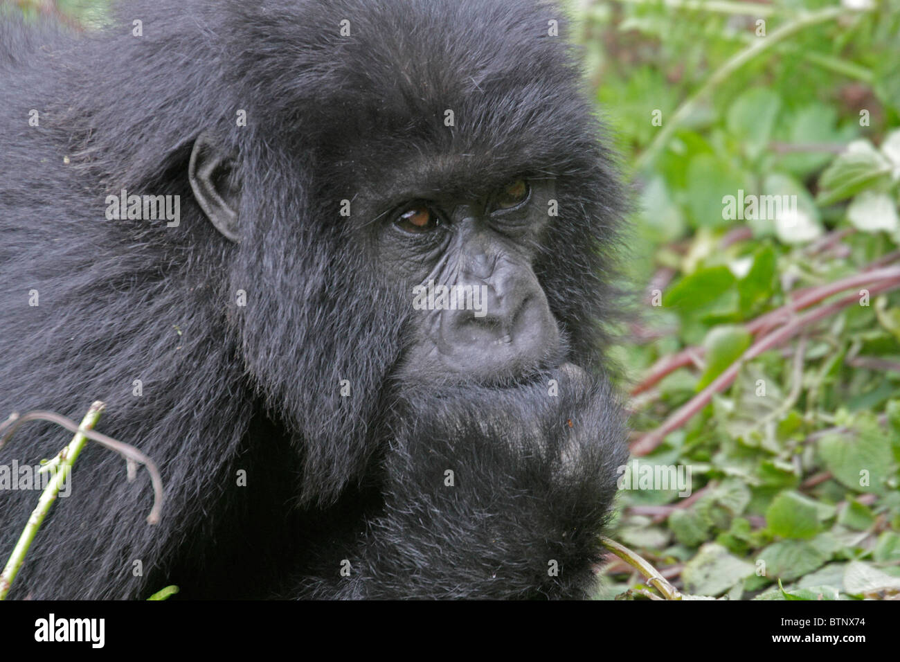 Gorilla Hand High Resolution Stock Photography and Images - Alamy