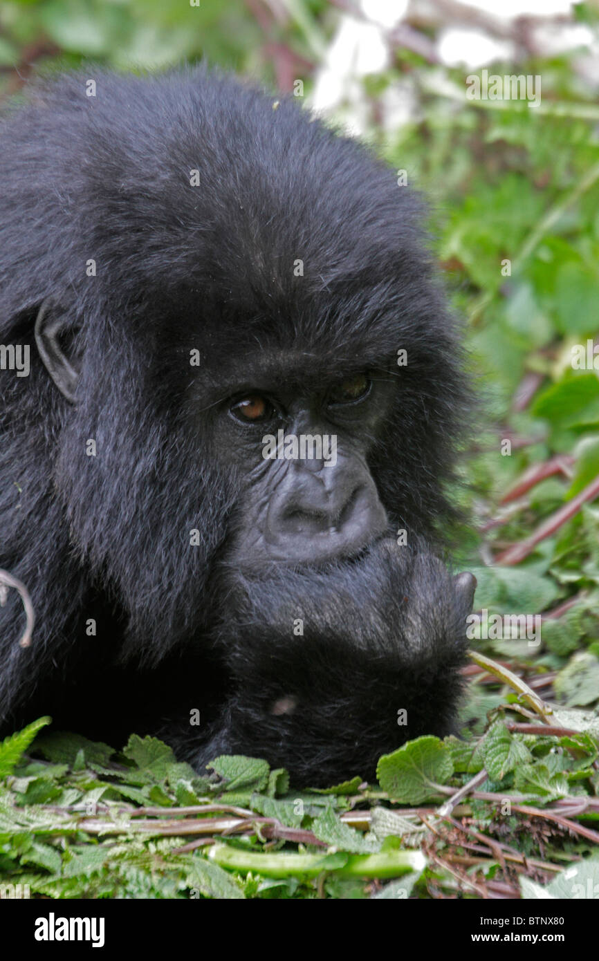 Gorilla hand hi-res stock photography and images - Alamy