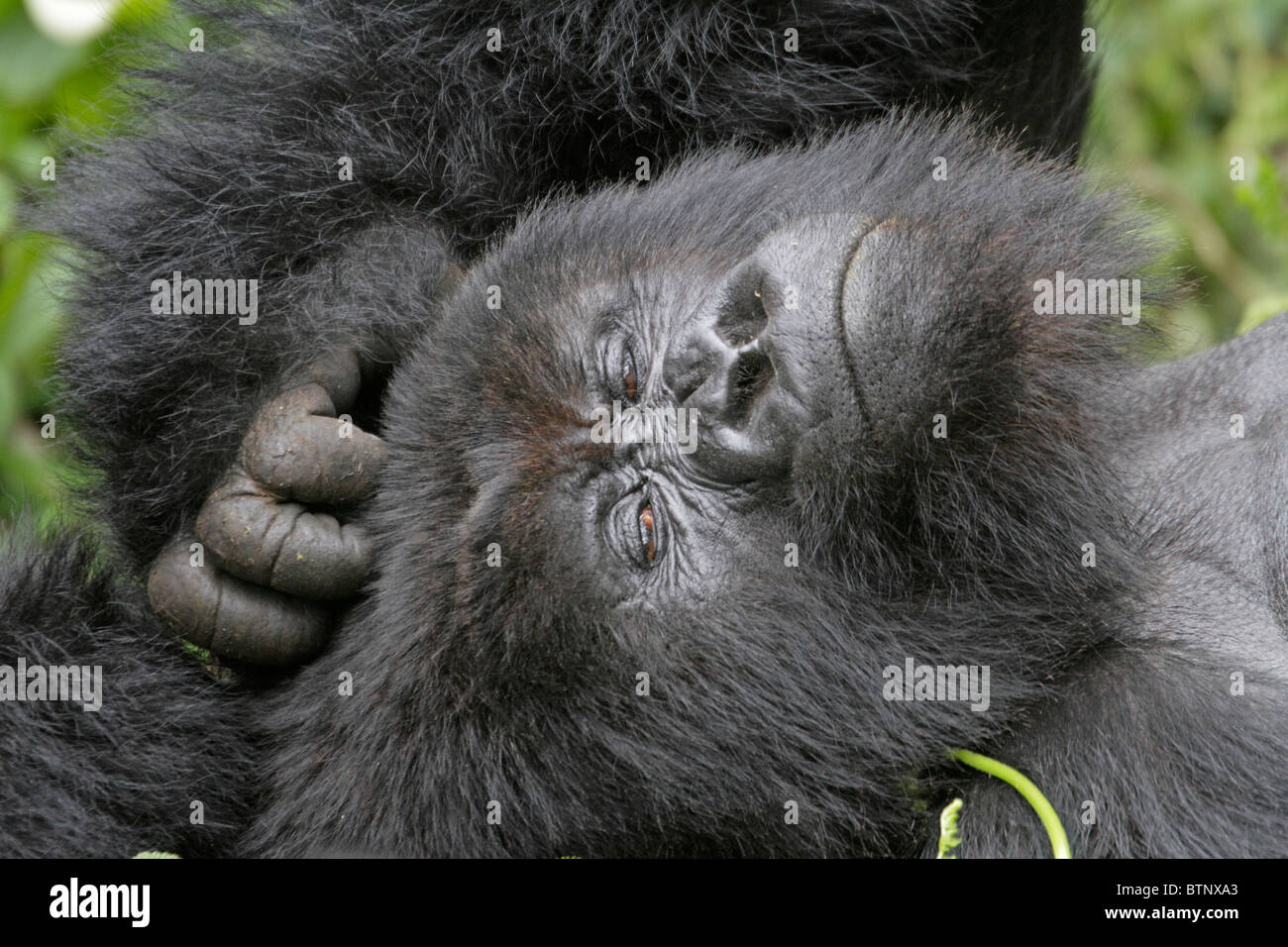 Gorilla Scratching High Resolution Stock Photography and Images - Alamy