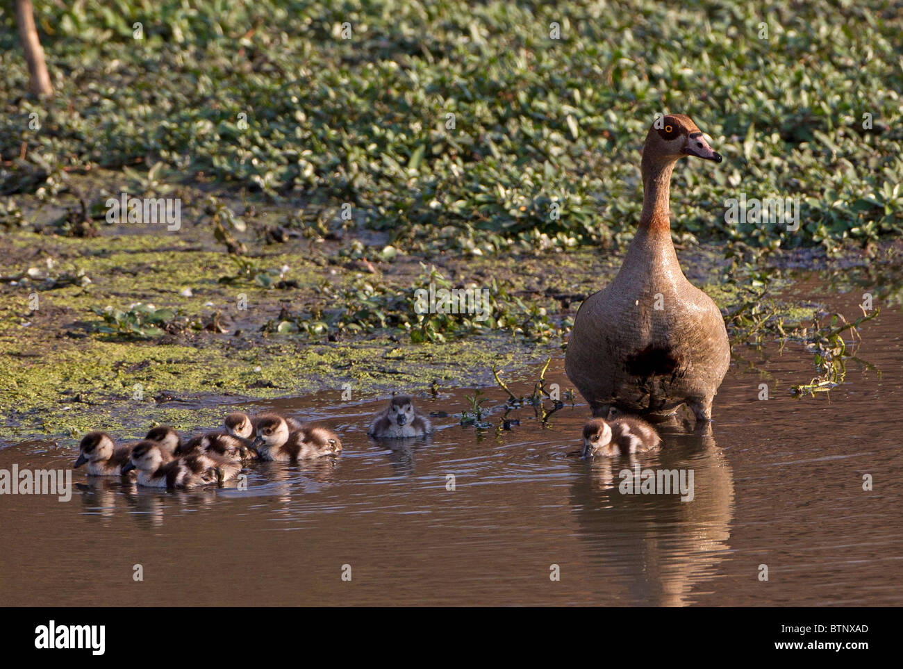 Egyptian goose with chicks hi-res stock photography and images - Alamy