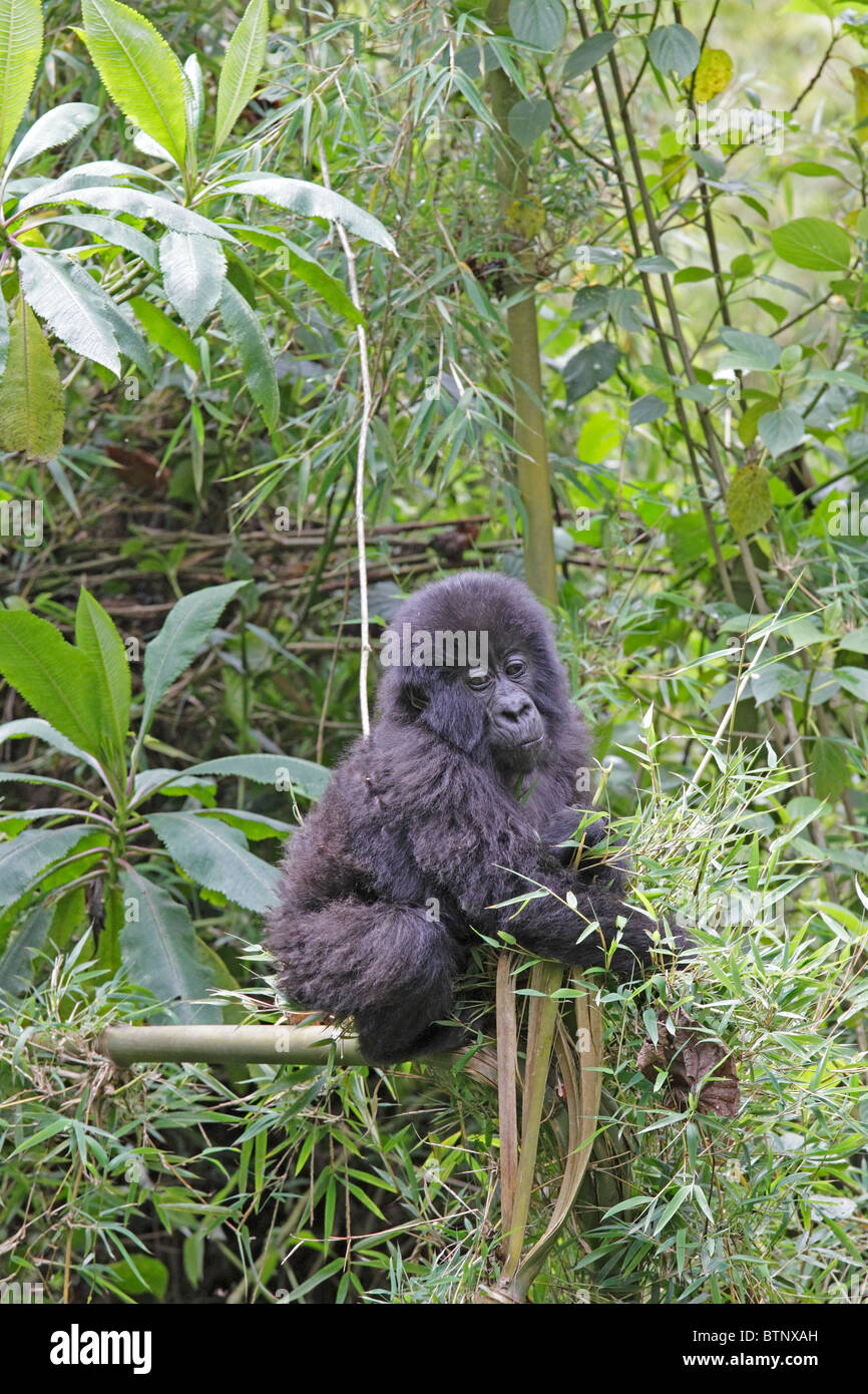 Bay Mountain Gorilla climbing in the trees Stock Photo - Alamy