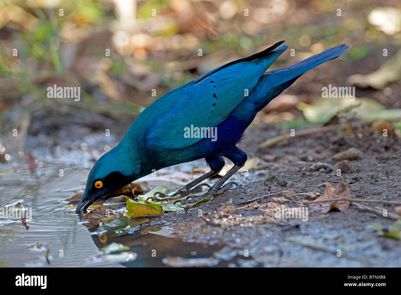 Greater glossy starling hi-res stock photography and images - Alamy