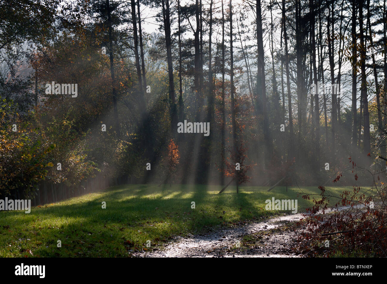 Shafts of sunlight shinning through the mist on a autumnal morning ...
