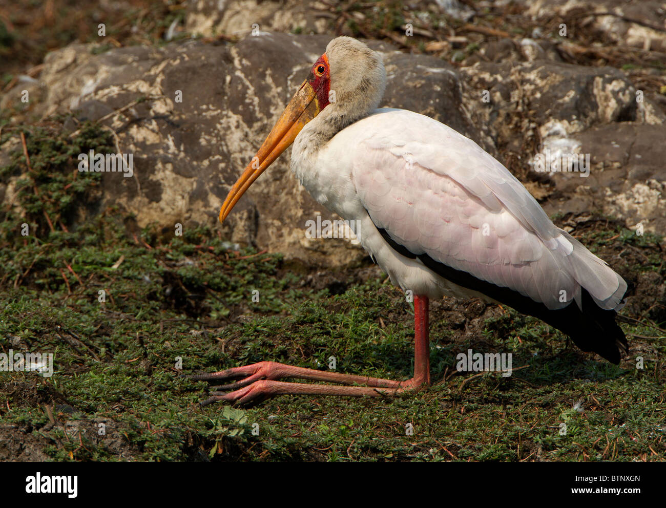 Yellow-billed Stork resting with legs bent at right angles Stock Photo ...