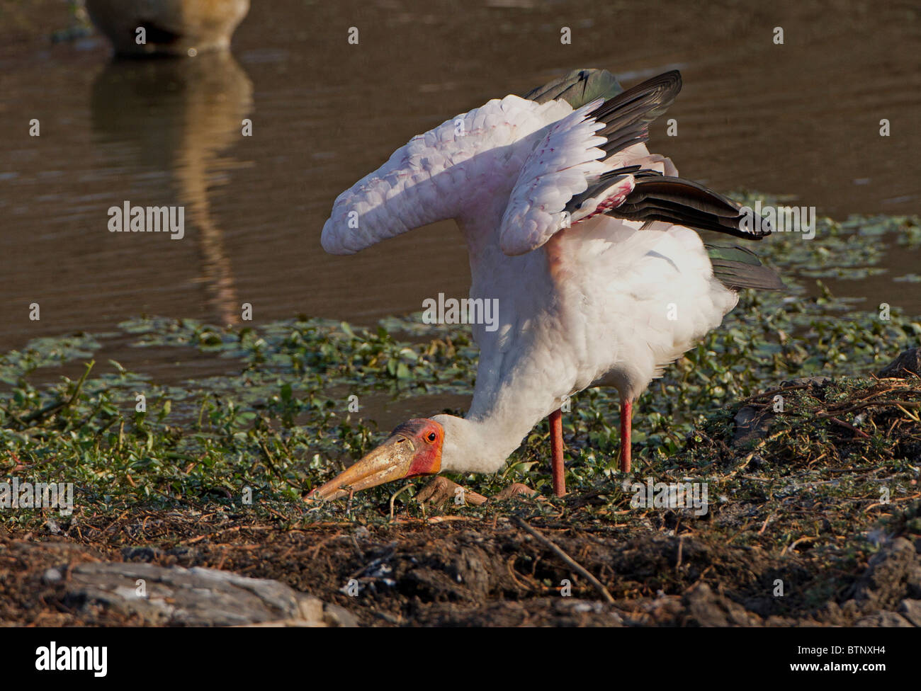 Yellow-billed Stork stretching wings Stock Photo - Alamy