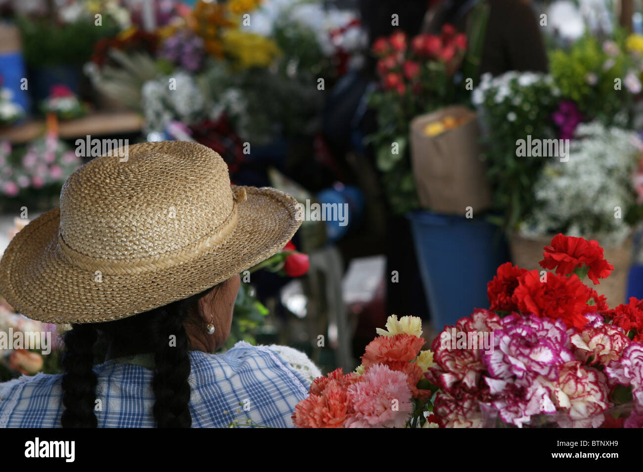 Cuenca Ecuador Flower Stock Photos & Cuenca Ecuador Flower Stock Images ...