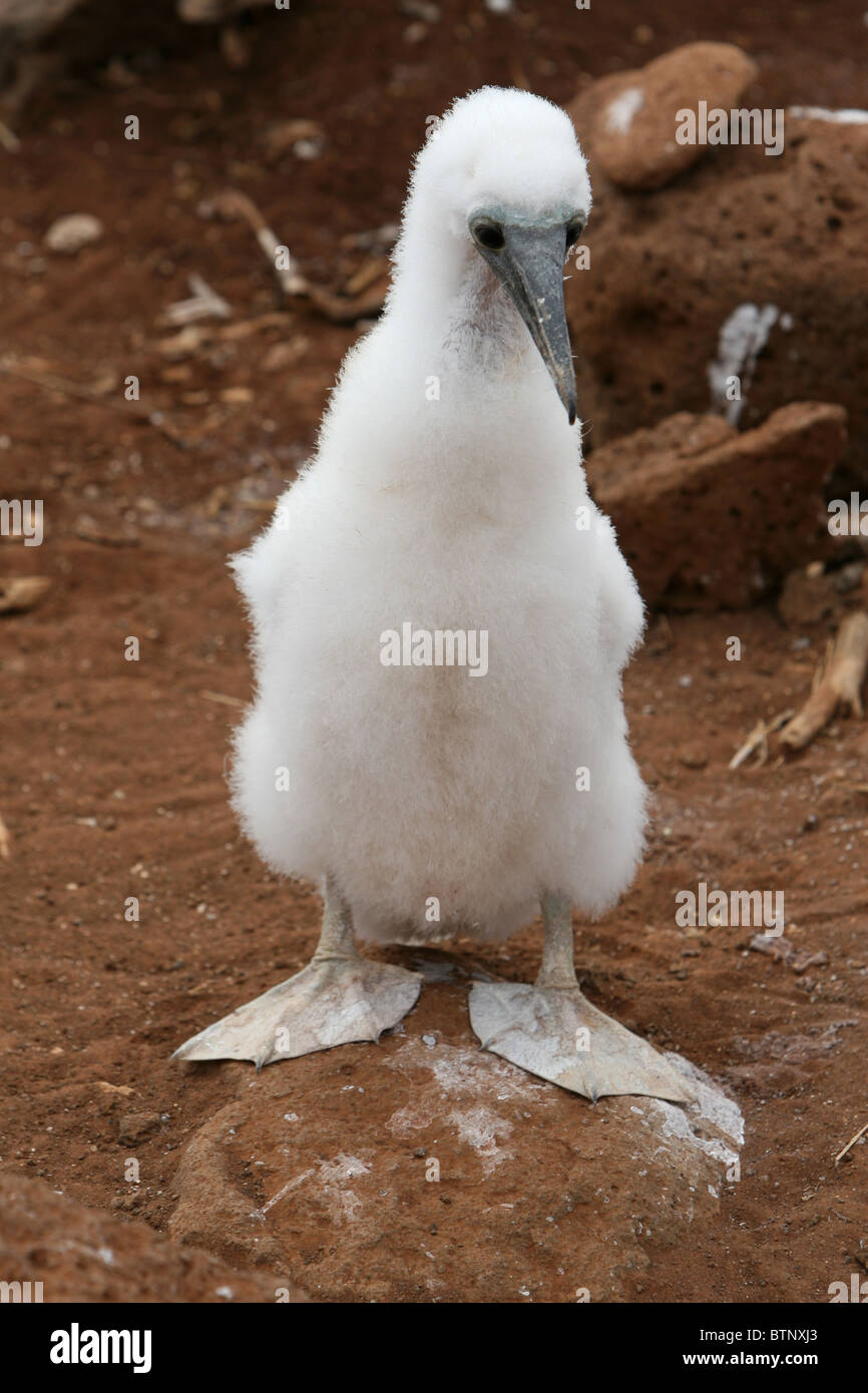 A white baby blue footed booby chick standing full height against a ...