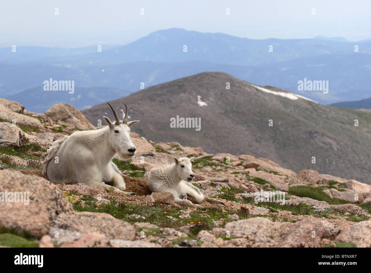 Baby goat mother hi-res stock photography and images - Alamy