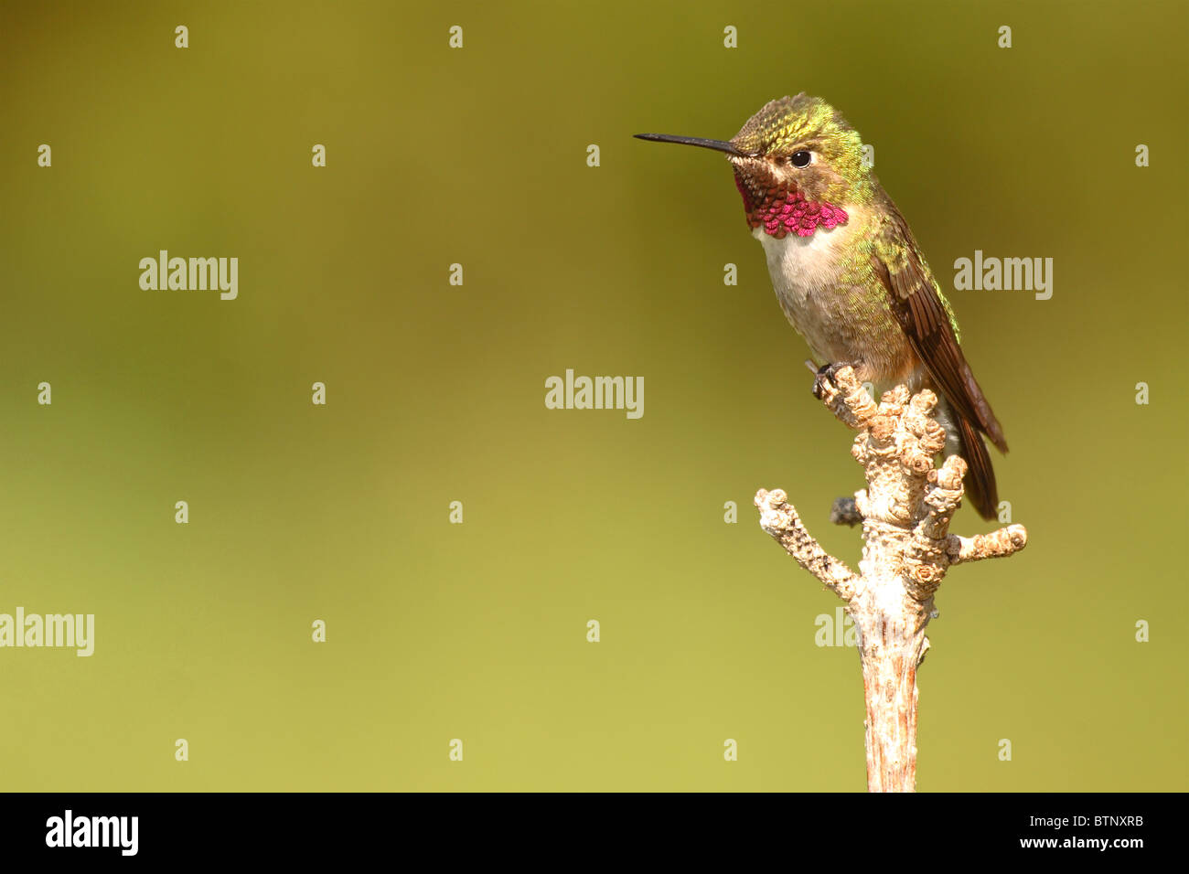 A Broad-tailed Hummingbird leaning forward aggressively Stock Photo - Alamy