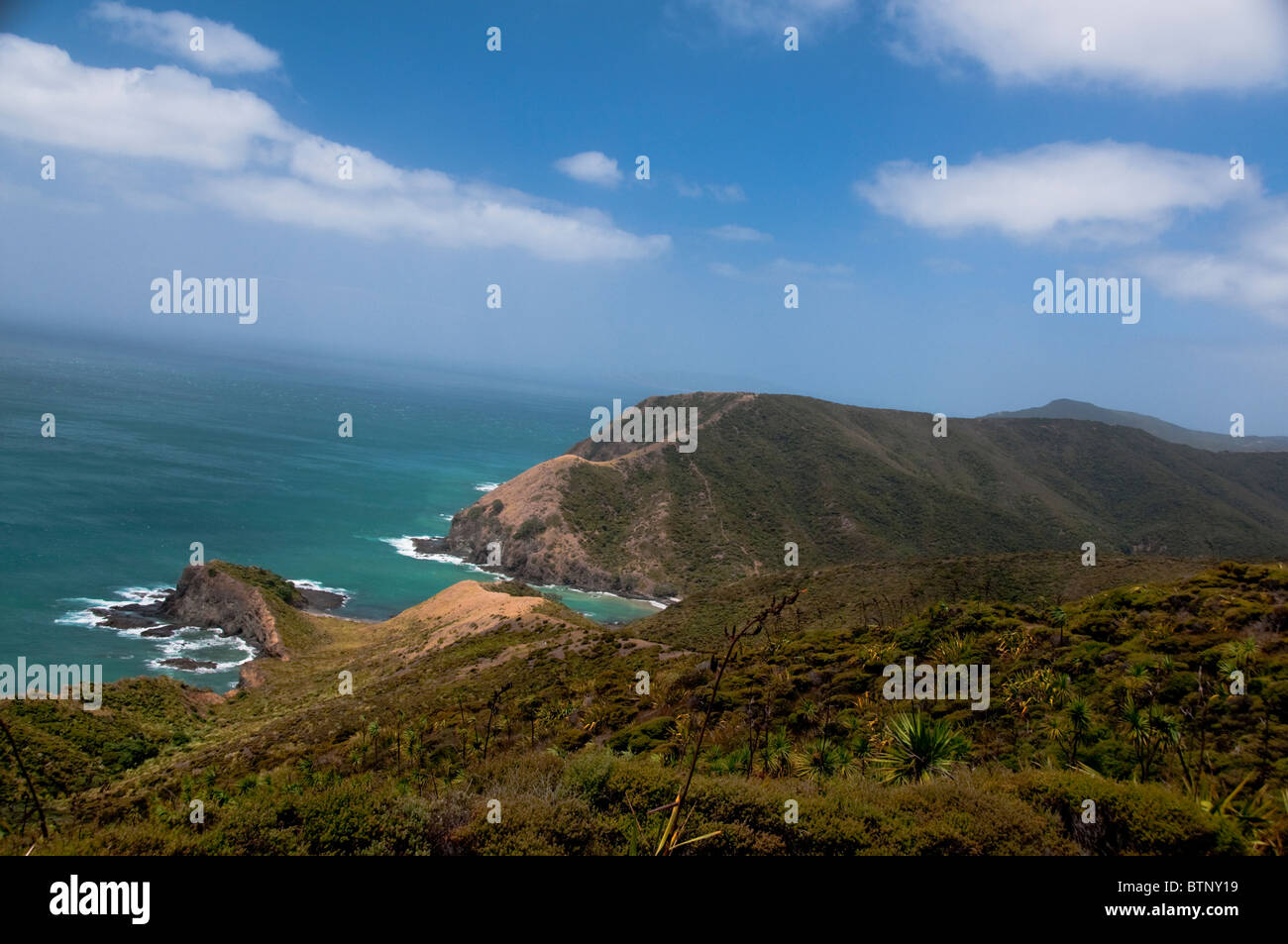 Pohutukawa Tree Cape Reinga High Resolution Stock Photography and ...