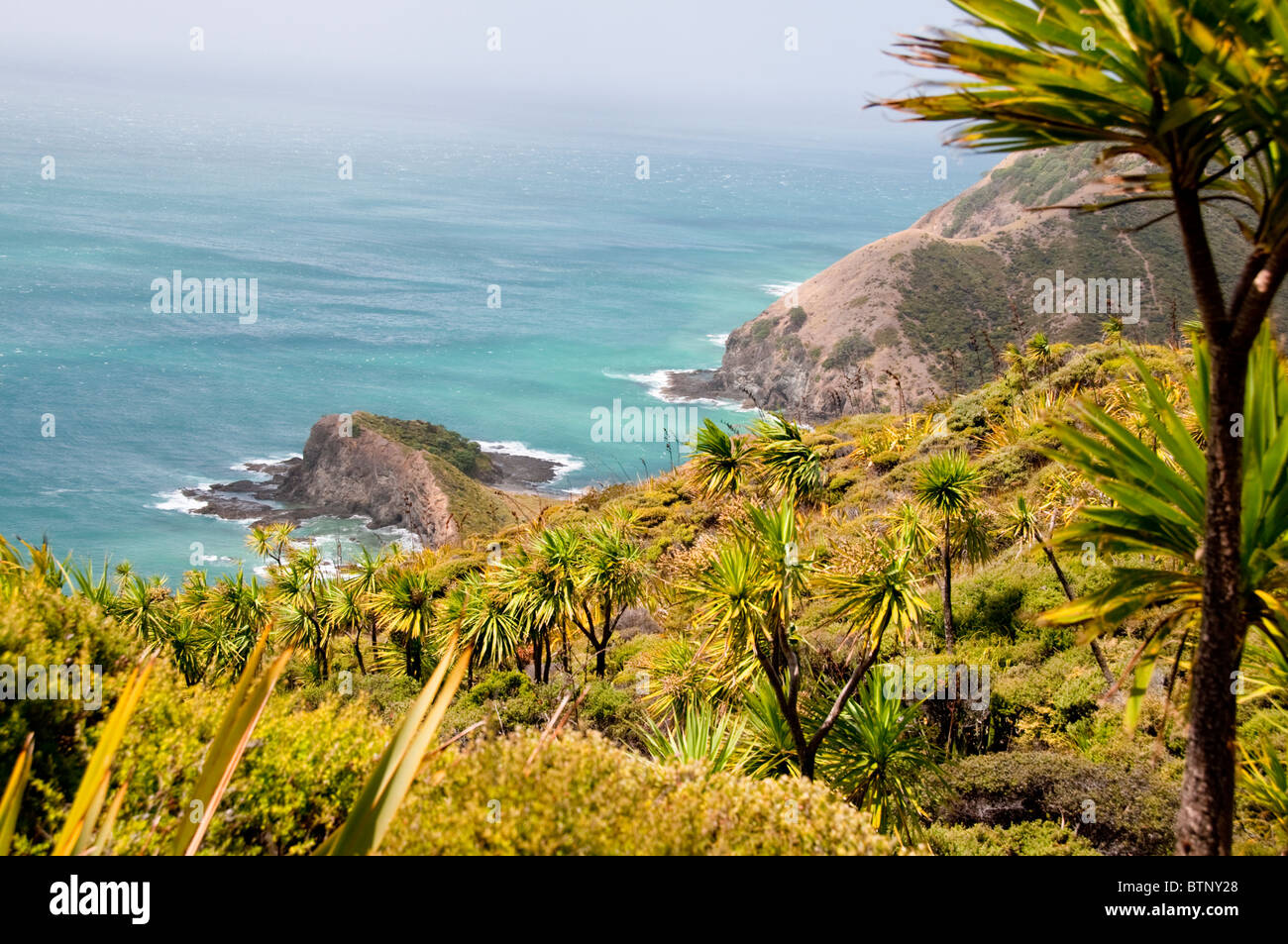 Pohutukawa Tree Cape Reinga High Resolution Stock Photography and ...