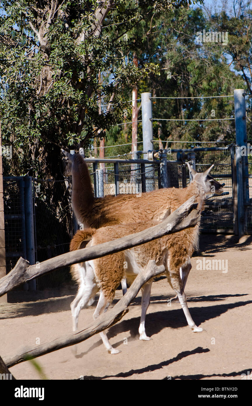 Lamas Stock Photo, Royalty Free Image: 32444341 - Alamy