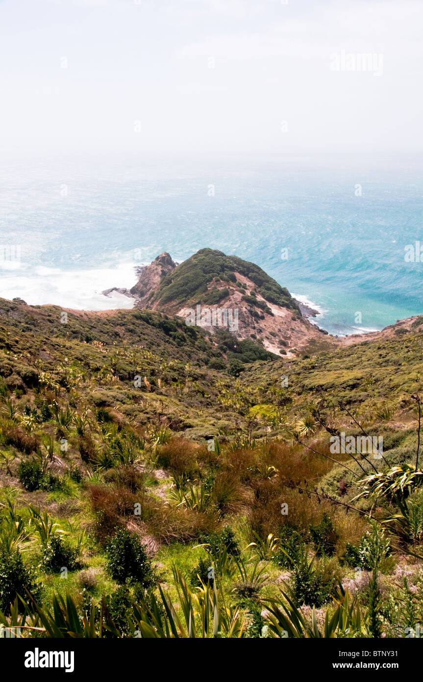 Pohutukawa Tree Cape Reinga High Resolution Stock Photography and ...