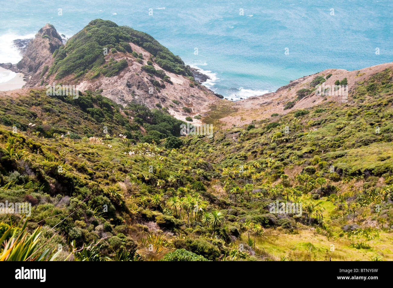 Pohutukawa Tree Cape Reinga High Resolution Stock Photography and ...