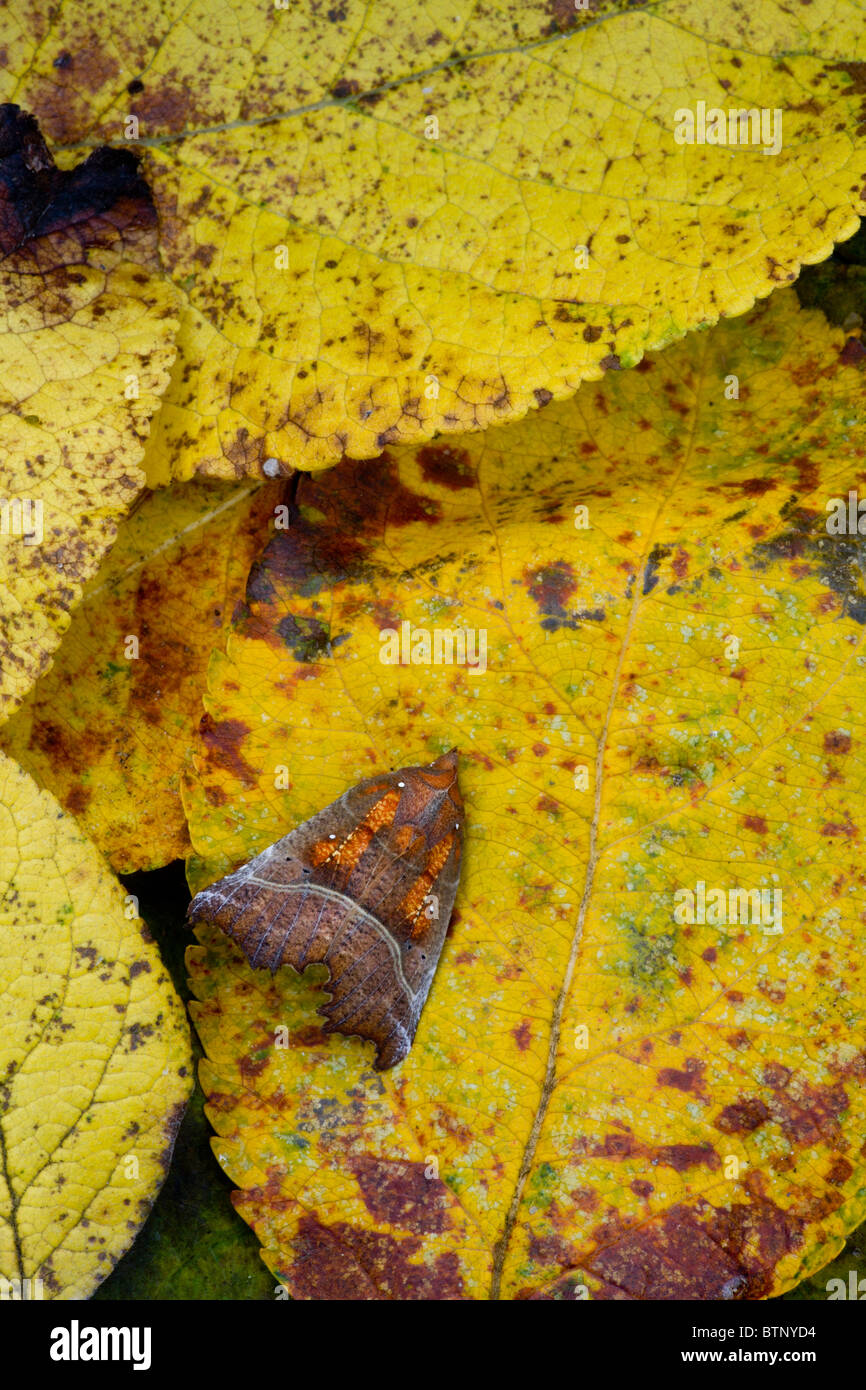 Herald moth dorset hi-res stock photography and images - Alamy