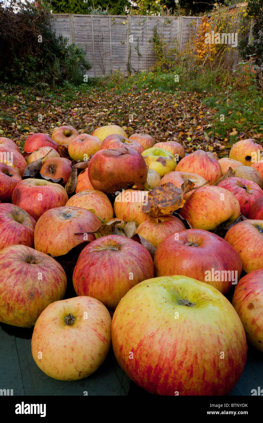 Wildlife garden in autumn, with fallen Bramley apples. Dorset Stock ...