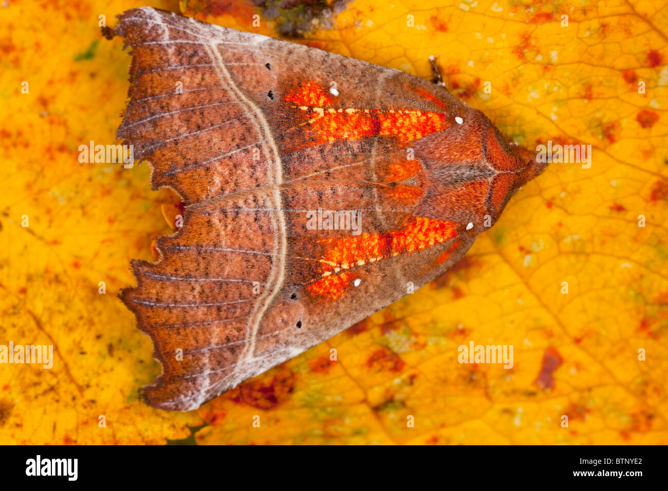 Herald Moth Scoliopteryx libatrix in autumn, before hibernation. Dorset ...