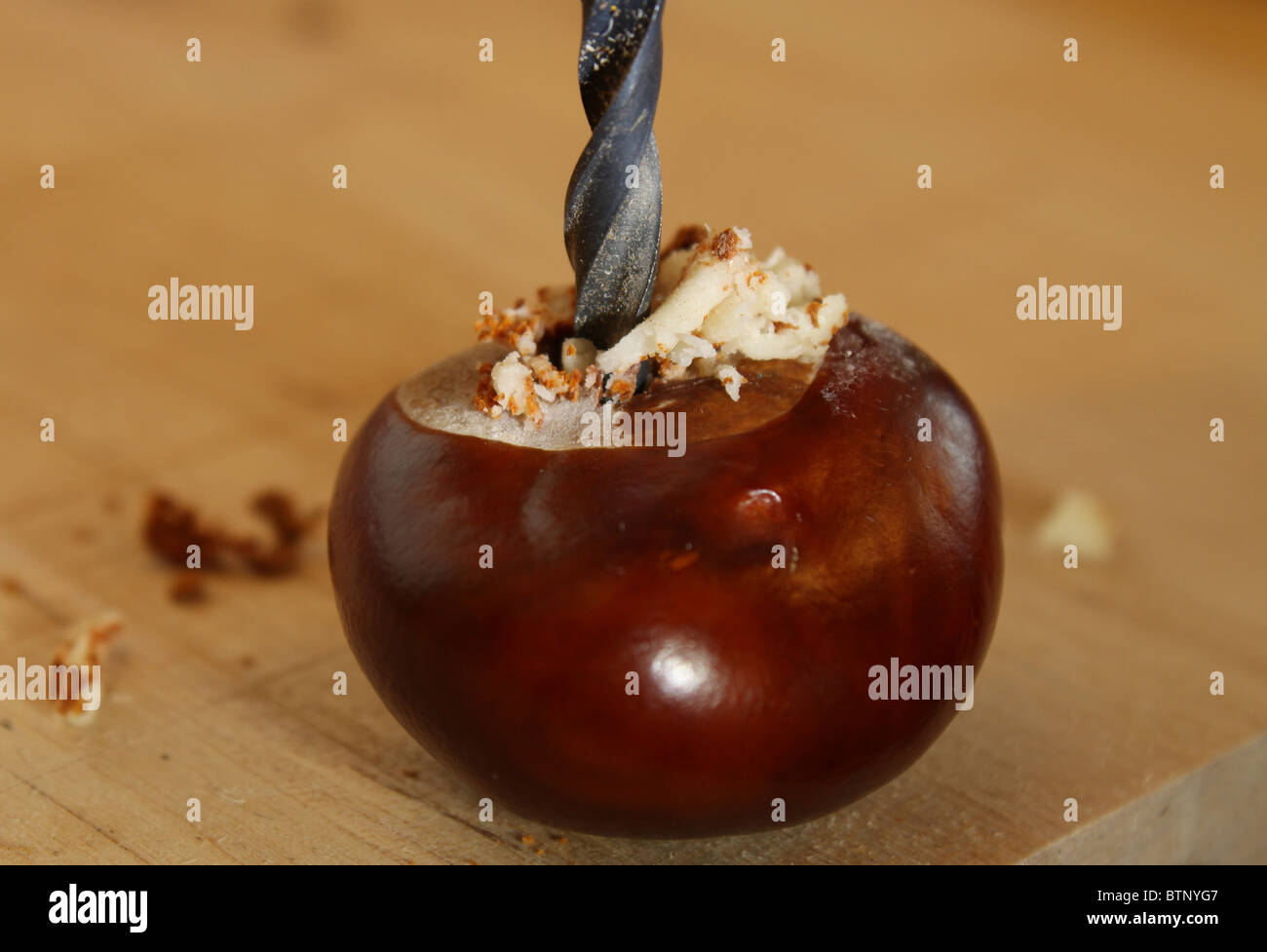 Conker with drill Stock Photo - Alamy