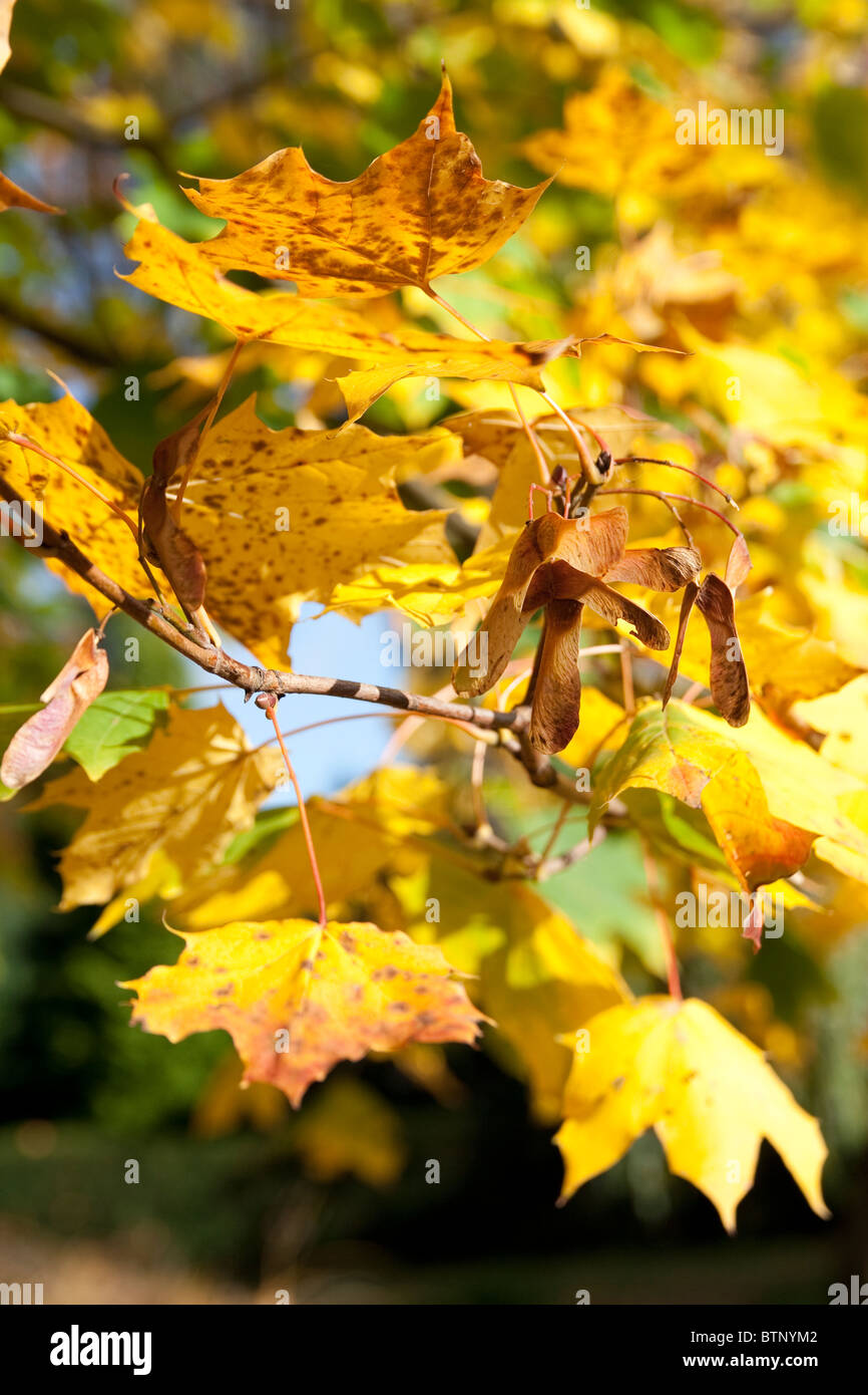 The golden colour of leaves on trees during a typical British autumn ...