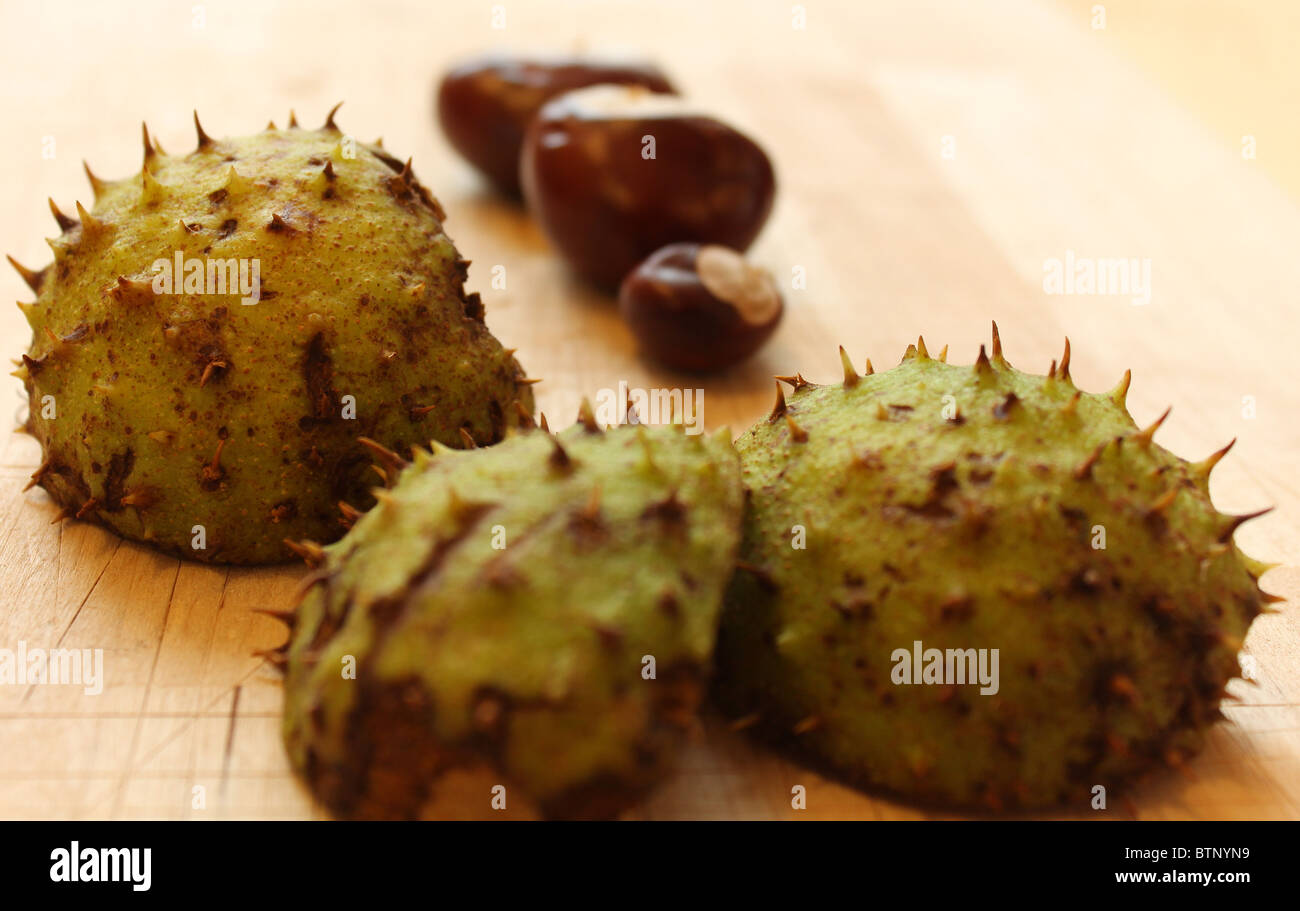 Conker in shell hi-res stock photography and images - Alamy