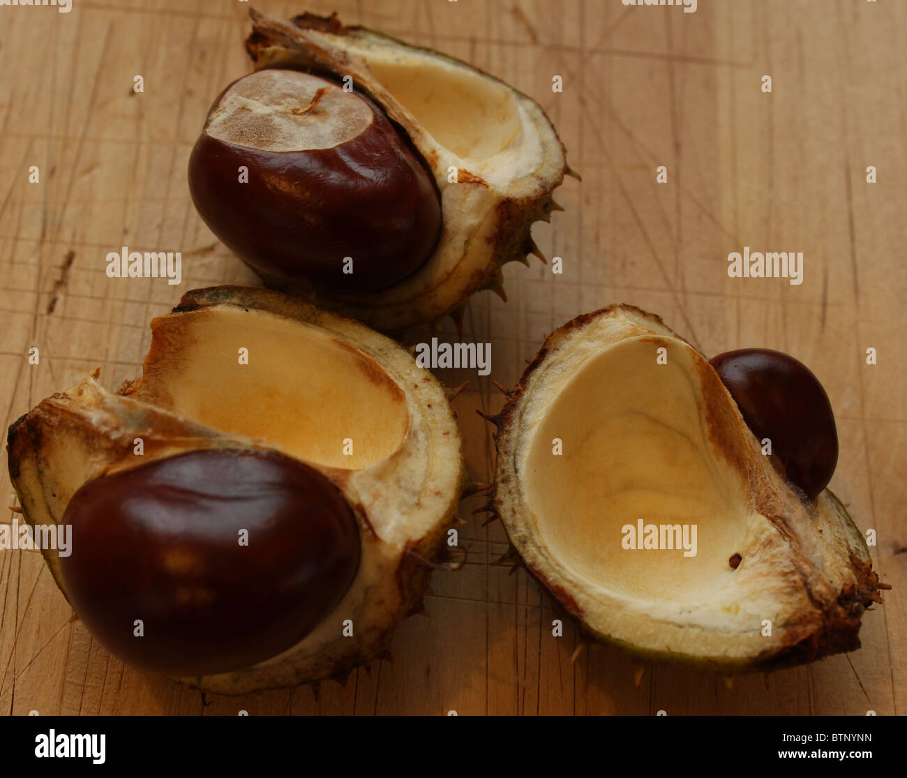 Conker in shell hi-res stock photography and images - Alamy