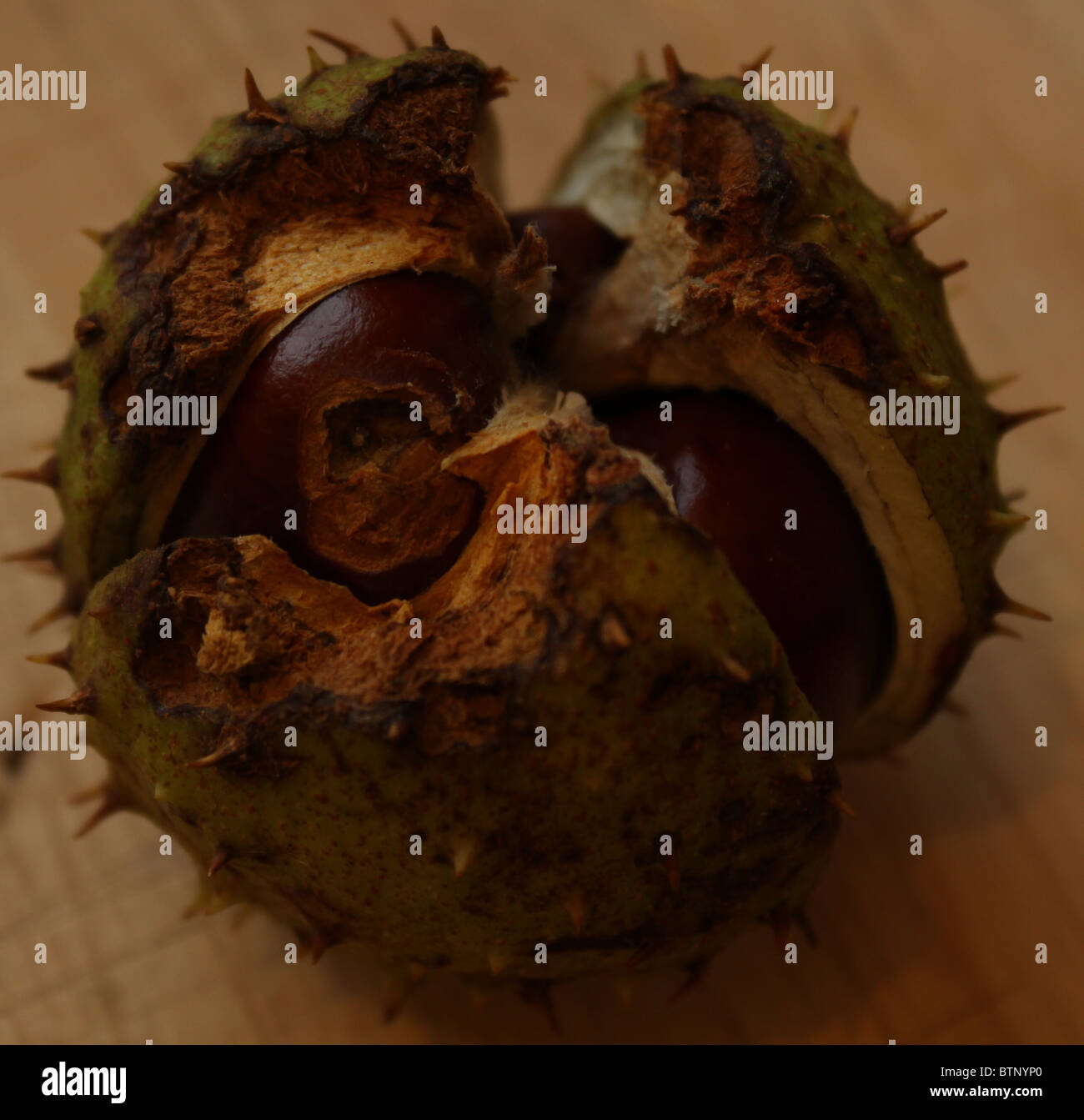 Conker shell split into three parts Stock Photo - Alamy Conker shell split into three parts Stock Photo - Alamy