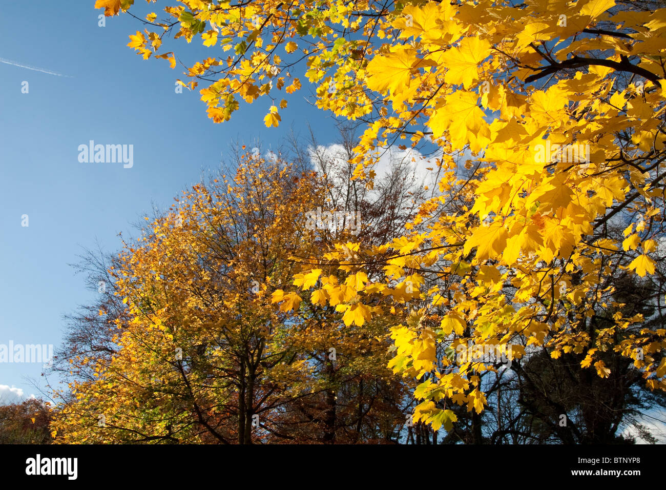 The golden colour of leaves on trees during a typical British autumn ...