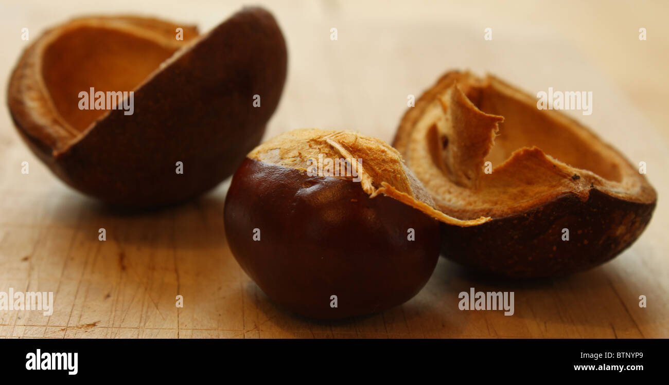 Two empty conker shells with conker Stock Photo - Alamy