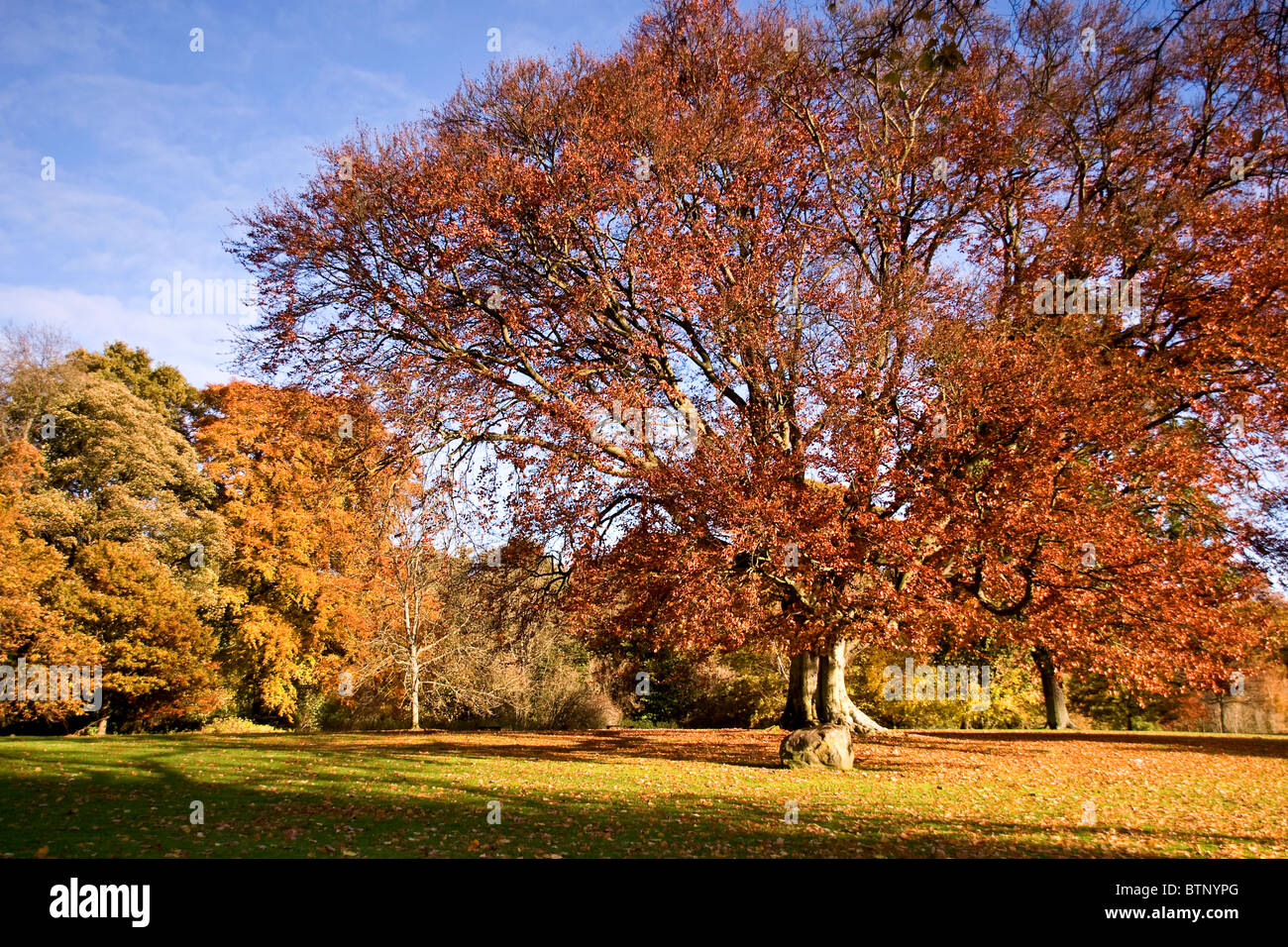 Camperdown country park dundee wildlife hi-res stock photography and ...