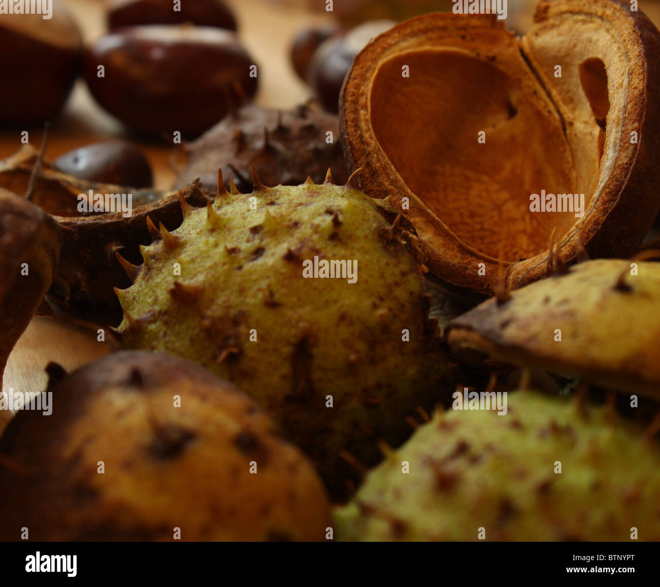Conkers in shells hi-res stock photography and images - Alamy