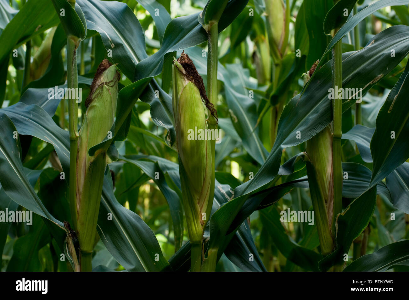 Grain corn ripening on cornstalks in a field Stock Photo - Alamy