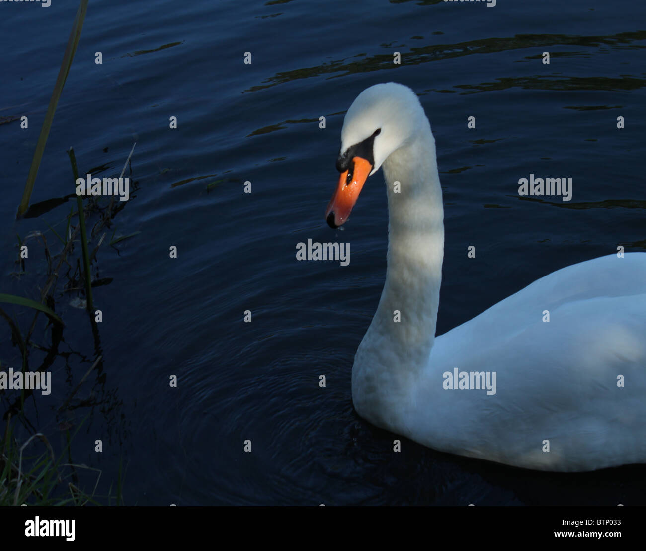 Swan with shadows on neck and face Stock Photo - Alamy