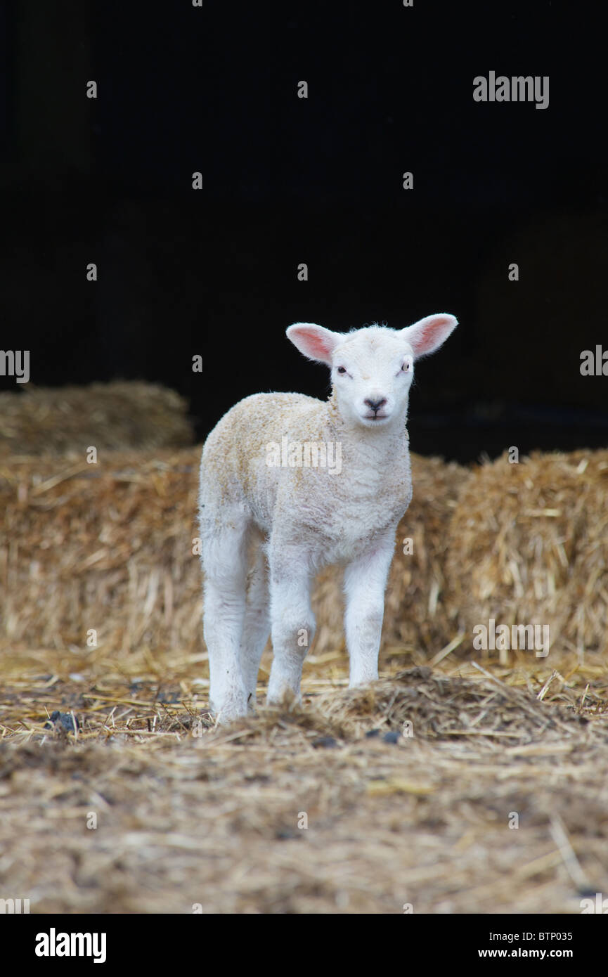 A lamb in the Spring Stock Photo - Alamy