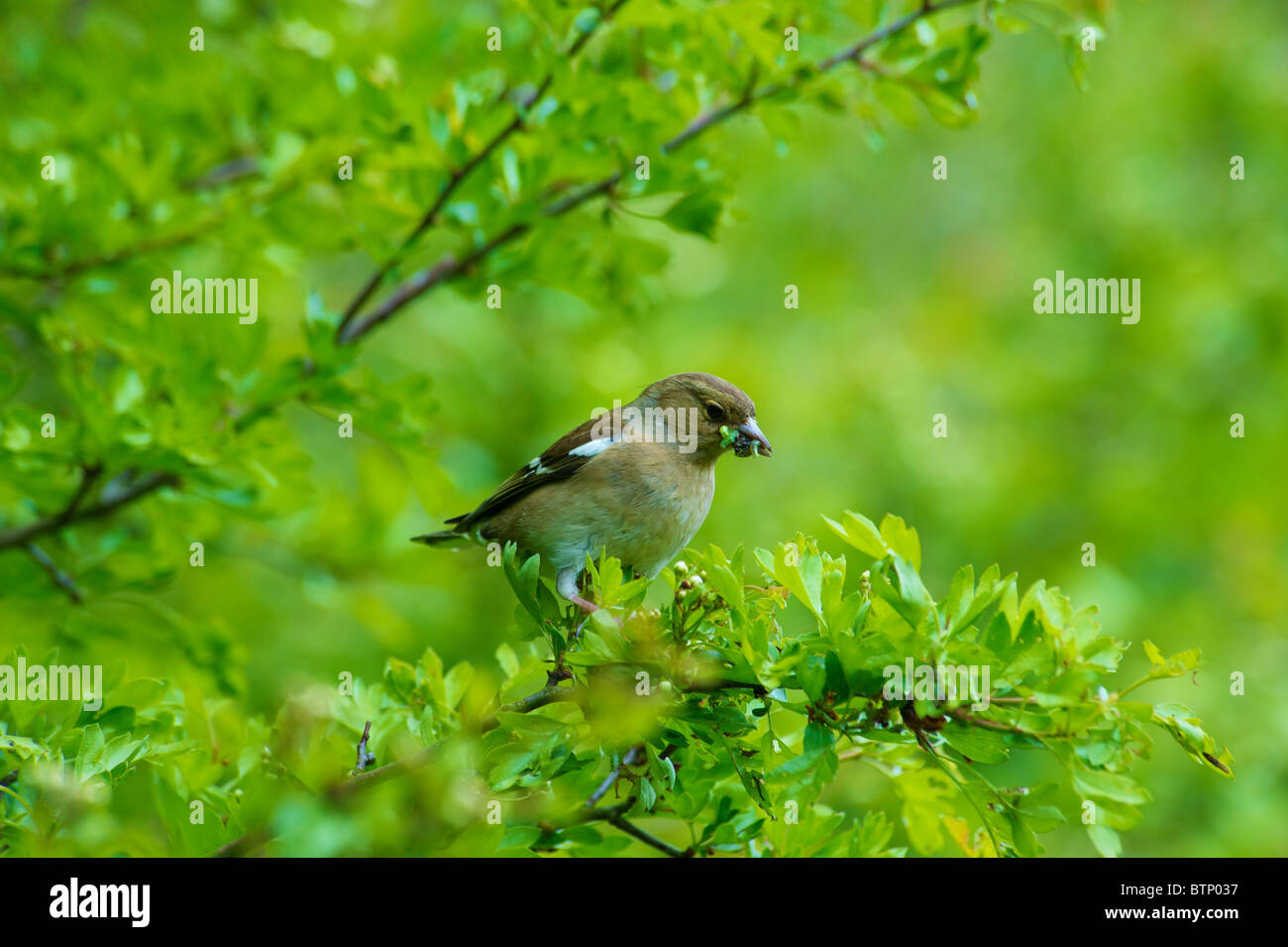 Small bird gathering food Stock Photo - Alamy