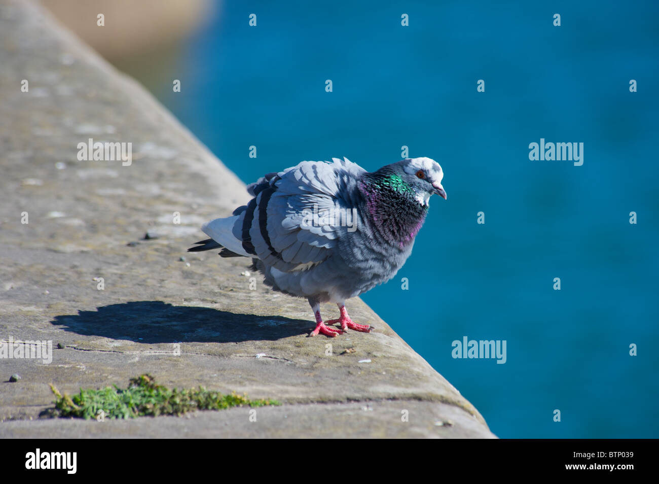 Scavenger bird pigeon hi-res stock photography and images - Alamy